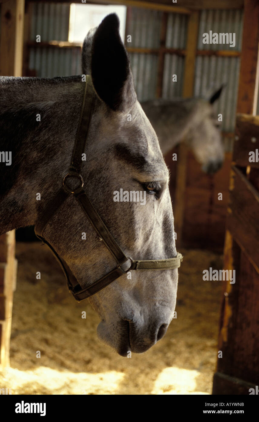 mule donkey stall Stock Photo - Alamy