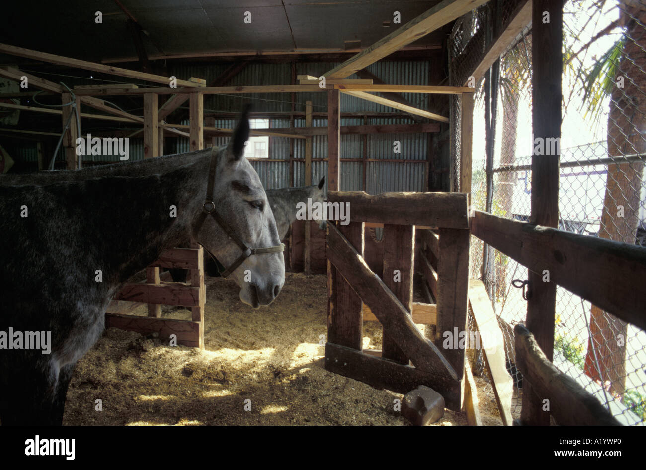 mule donkey stall Stock Photo - Alamy