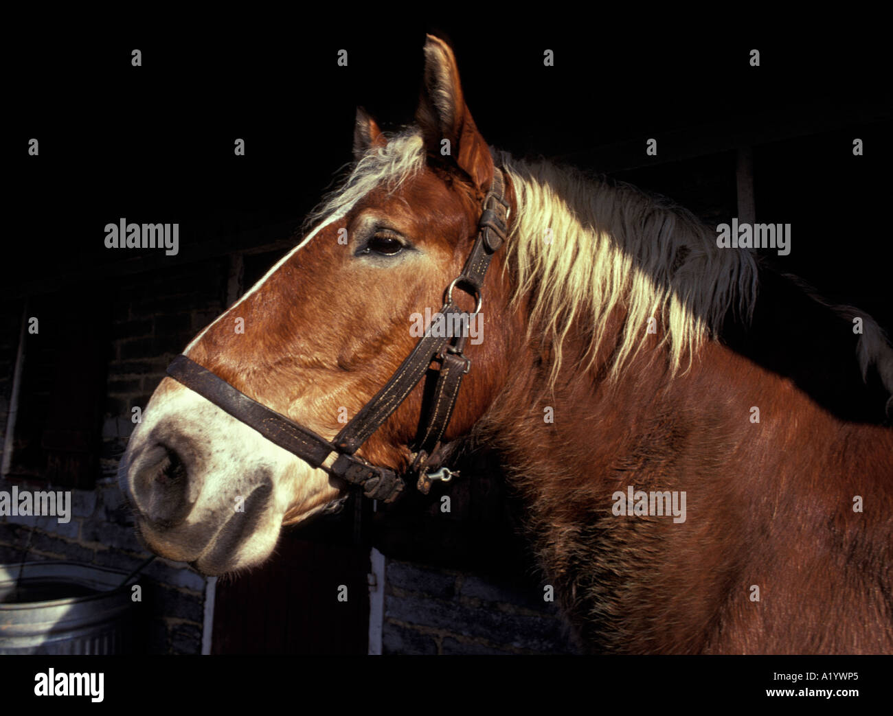 Mule head and neck hi-res stock photography and images - Alamy