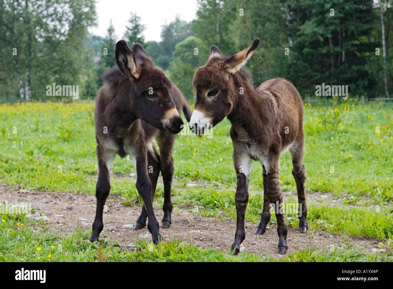 Esel Fohlen DeutschlandDonkey foals Bavaria GermanyEquus asinus Stock ...
