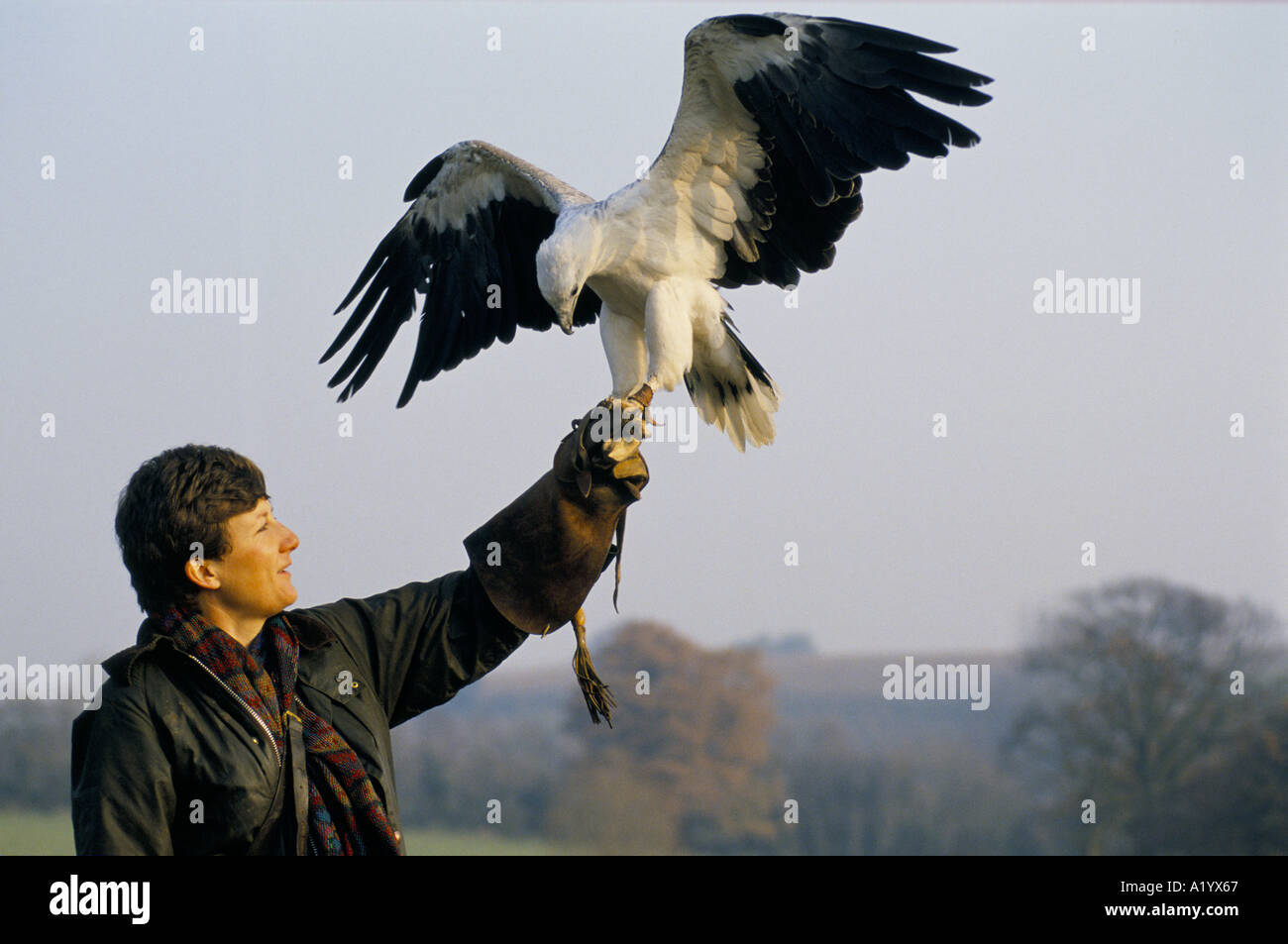 WOMAN WITH WHITE BELLIED SEA EAGLE AT FALCONRY CENTRE ENGLAND Stock ...