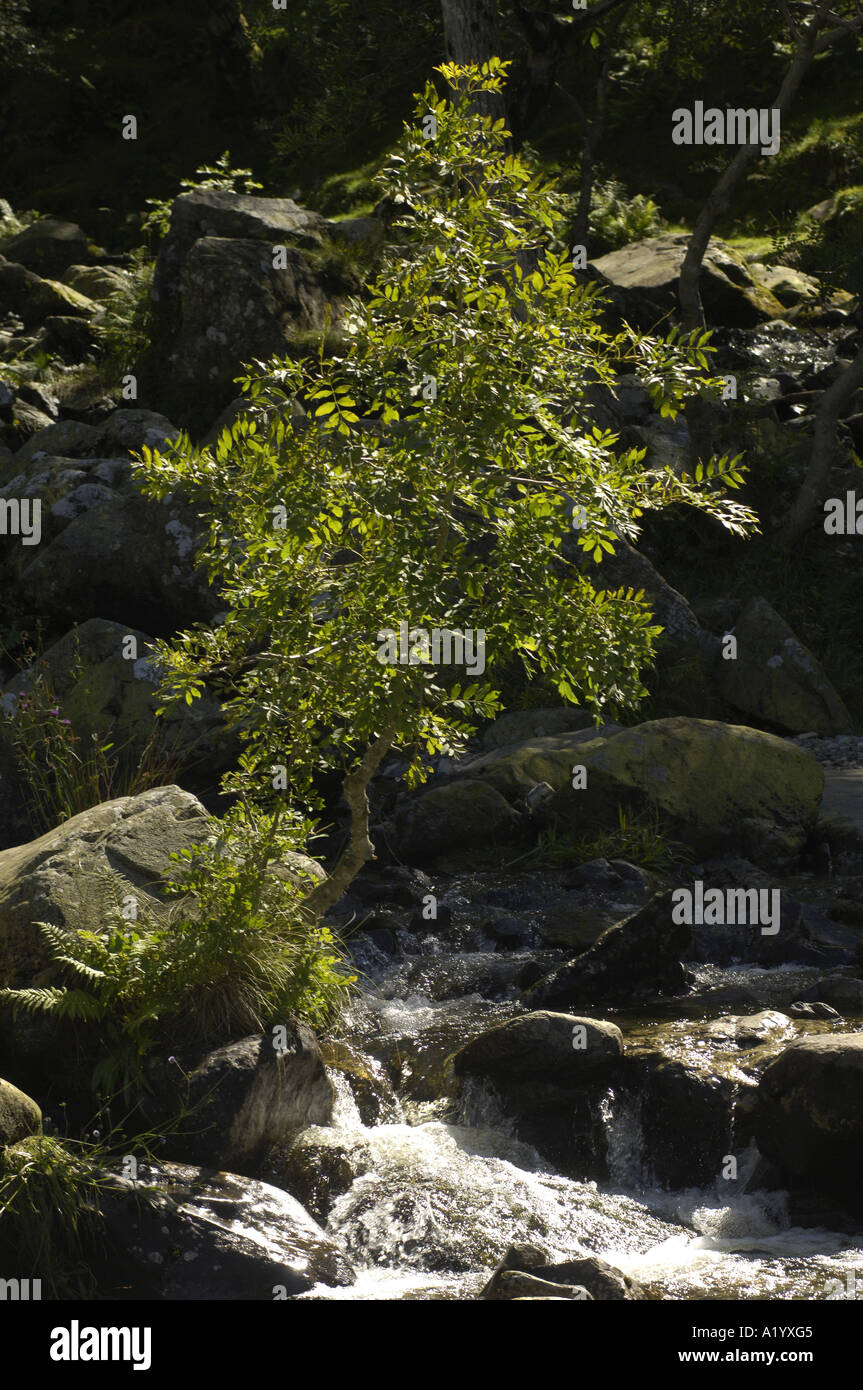 Mountain ash wales hi-res stock photography and images - Alamy
