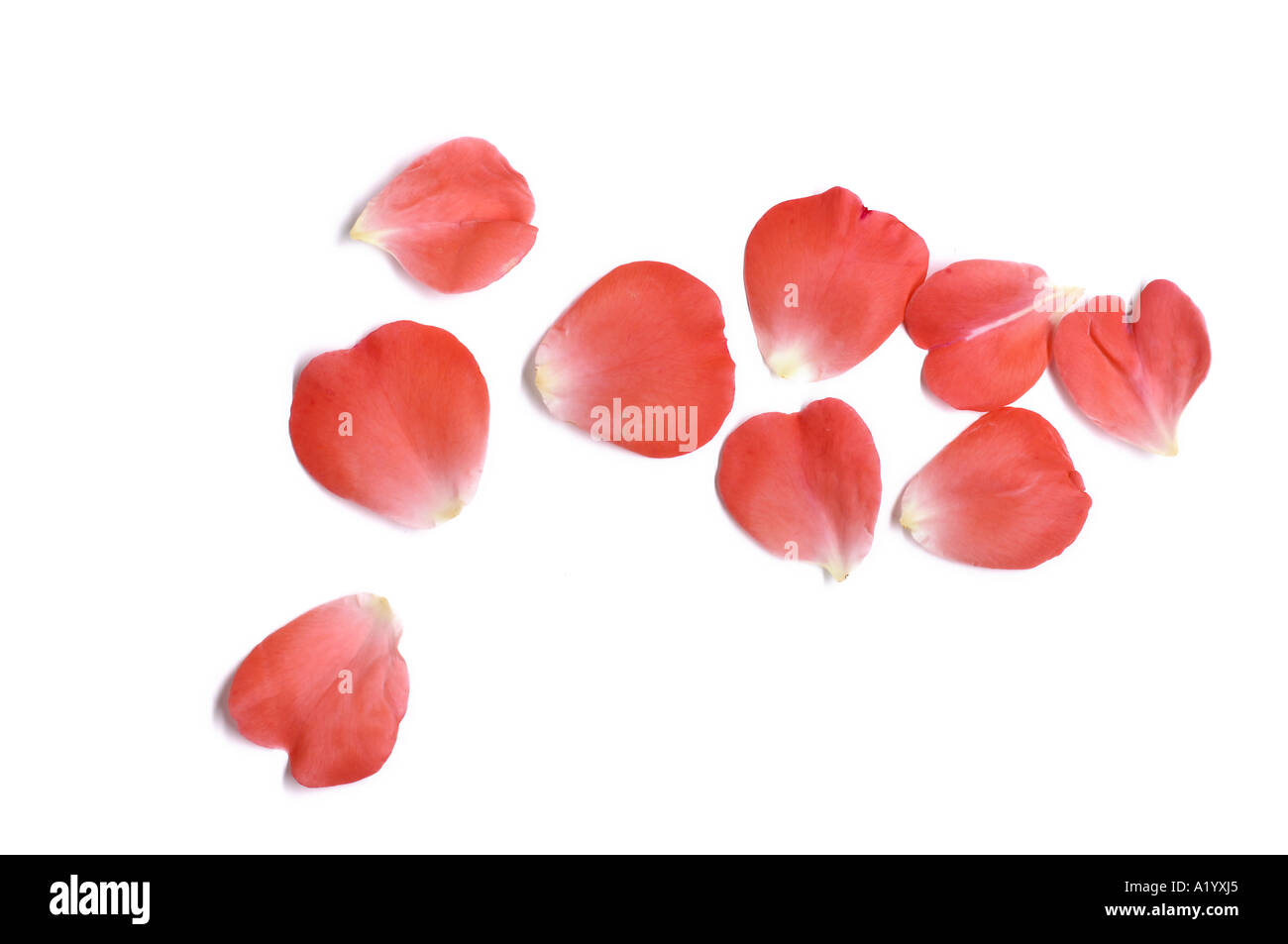 Rose petal confetti hi-res stock photography and images - Alamy