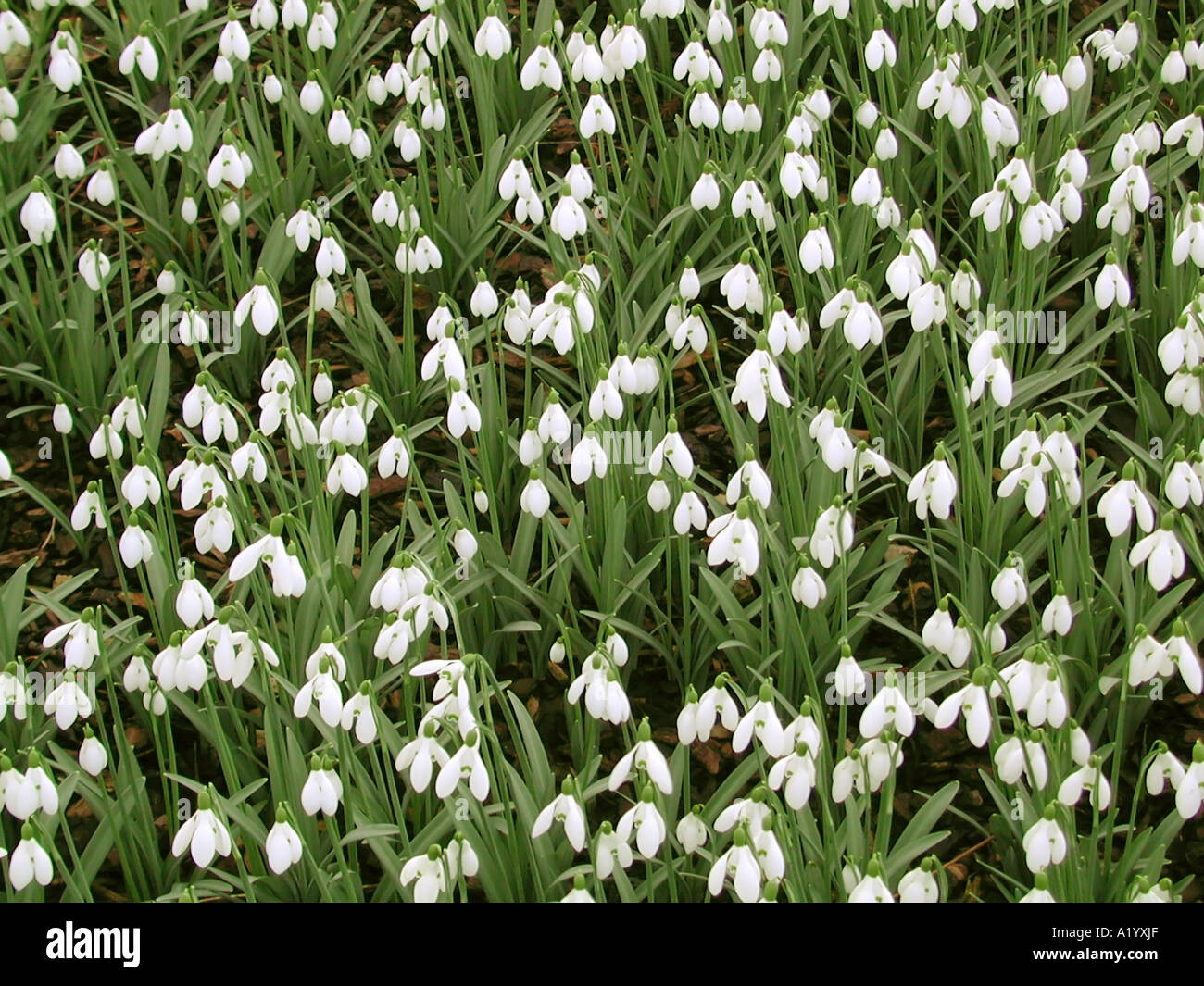 White winter flowering snowdrops hi-res stock photography and images ...