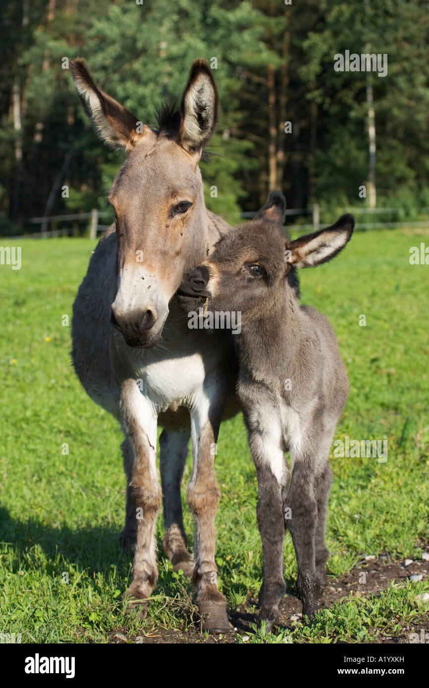 Esel mit Fohlen DeutschlandDonkey with foal Bavaria GermanyEquus asinus ...