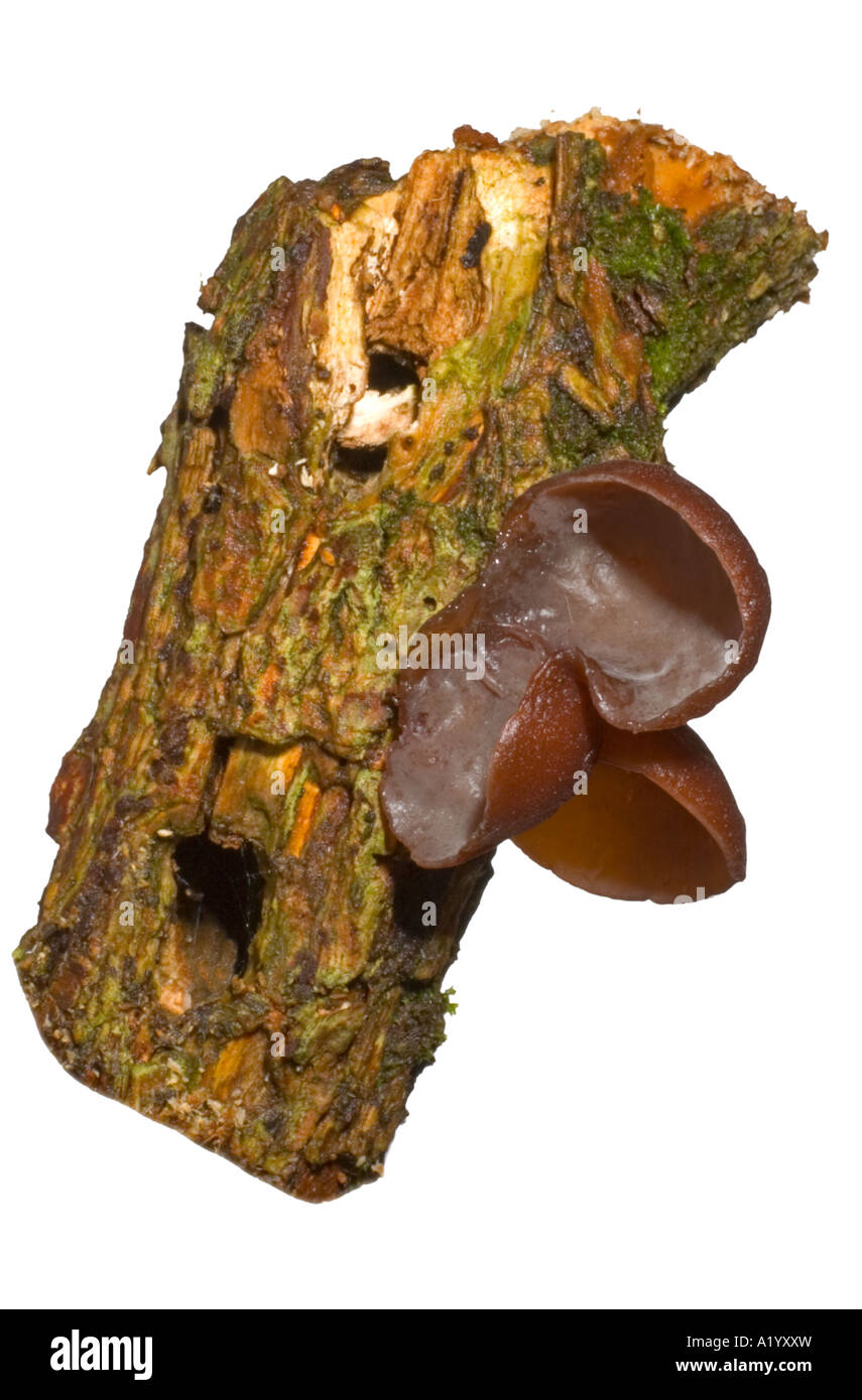 Edible fungi growing on Cut Out Stock Images & Pictures - Alamy