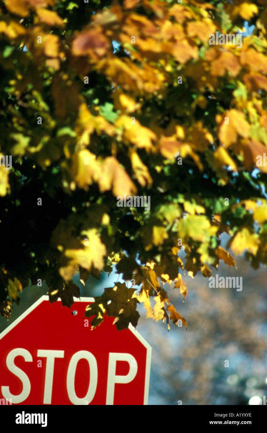 stop sign background yellow fall foilage leaves leaf season seasonal ...