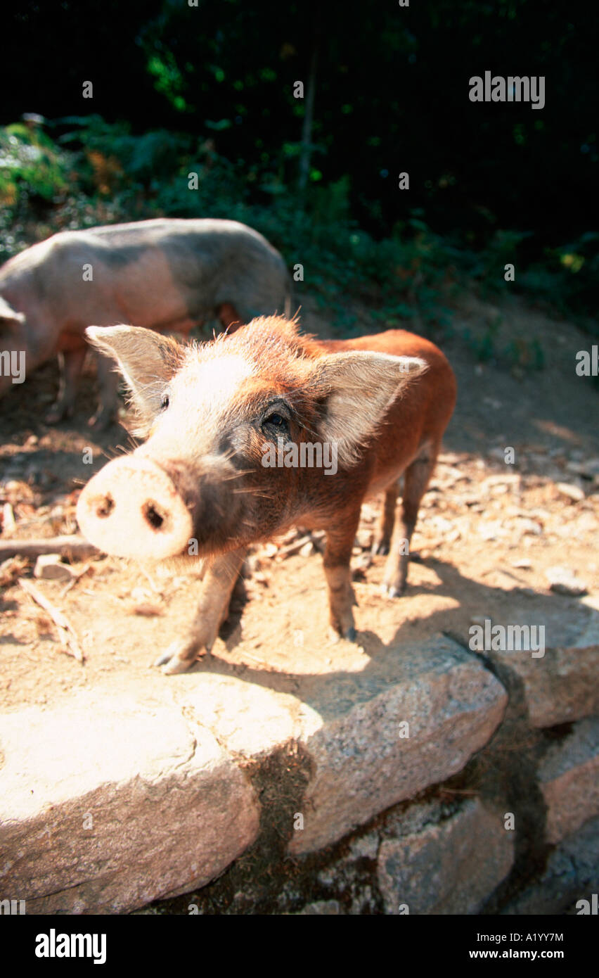 Domestic Pig Hausschwein Stock Photo - Alamy
