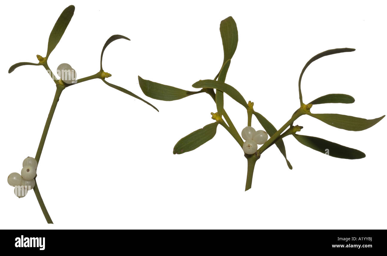 Cut mistletoe hi-res stock photography and images - Alamy