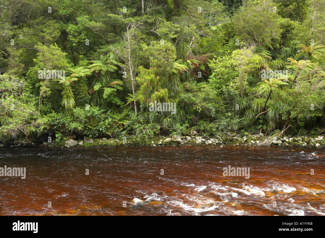 Tannin rainforest hi-res stock photography and images - Alamy