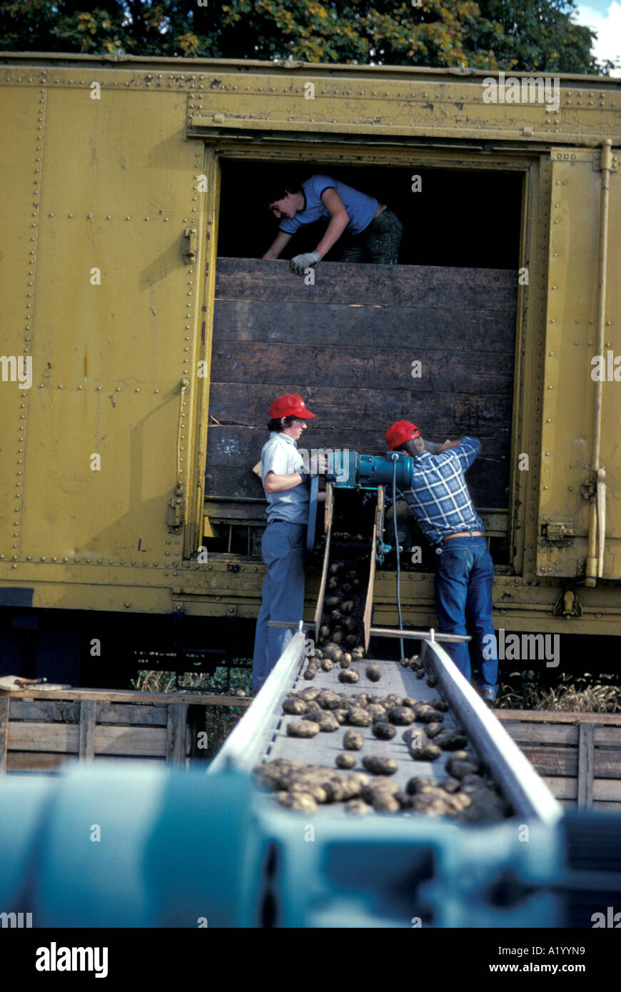 workers unload railcar freight train raw potato potatoe at snack food ...