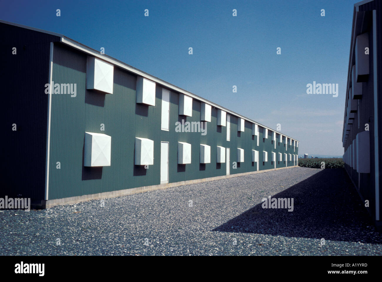 poultry brood breeder breeding houses for chicken fowl poultry abstract ...