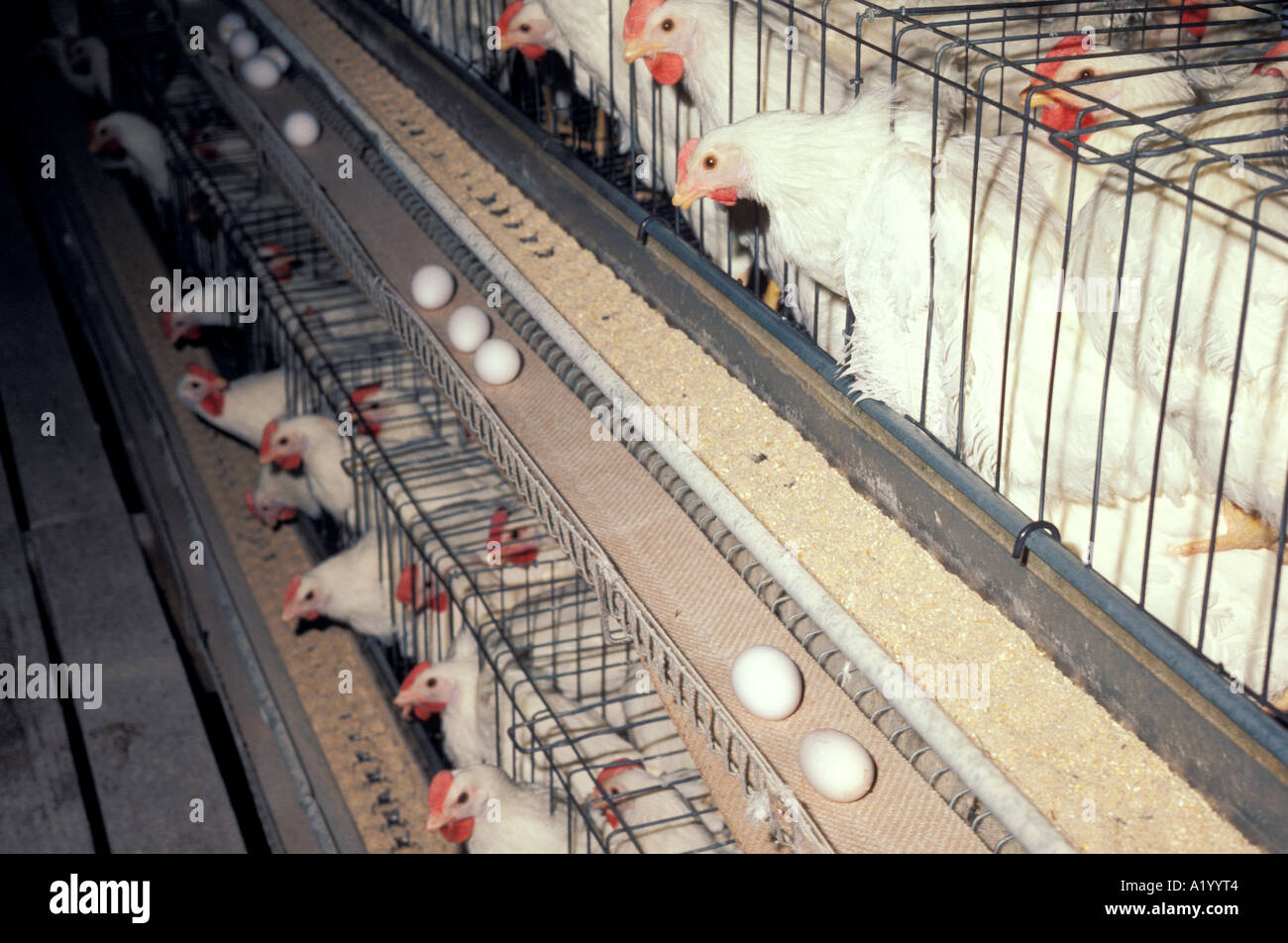 breeder brood chicken fowl house egg layers laying assembly line ...