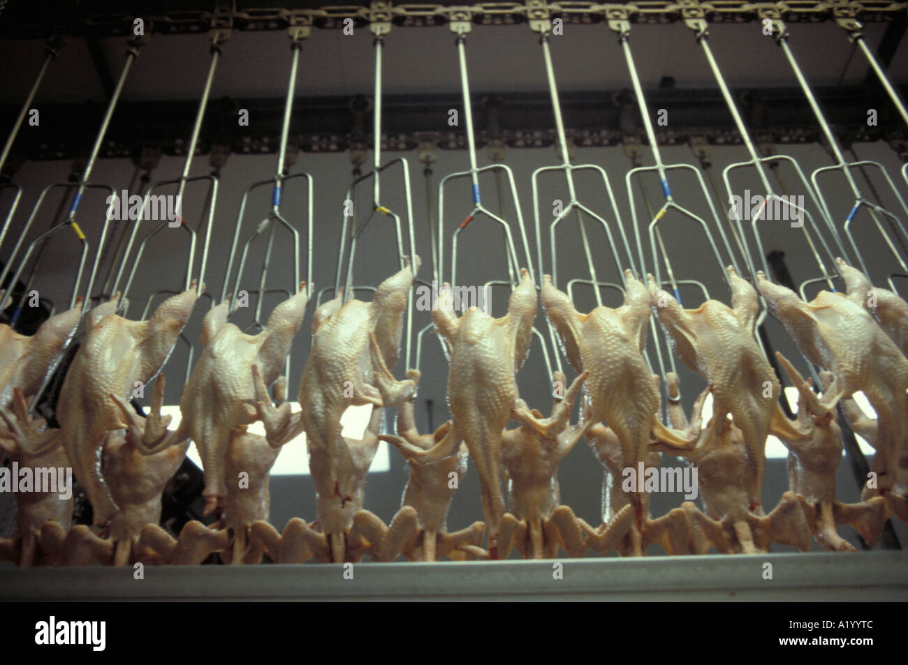 chicken fowl processing poultry assembly line Stock Photo - Alamy