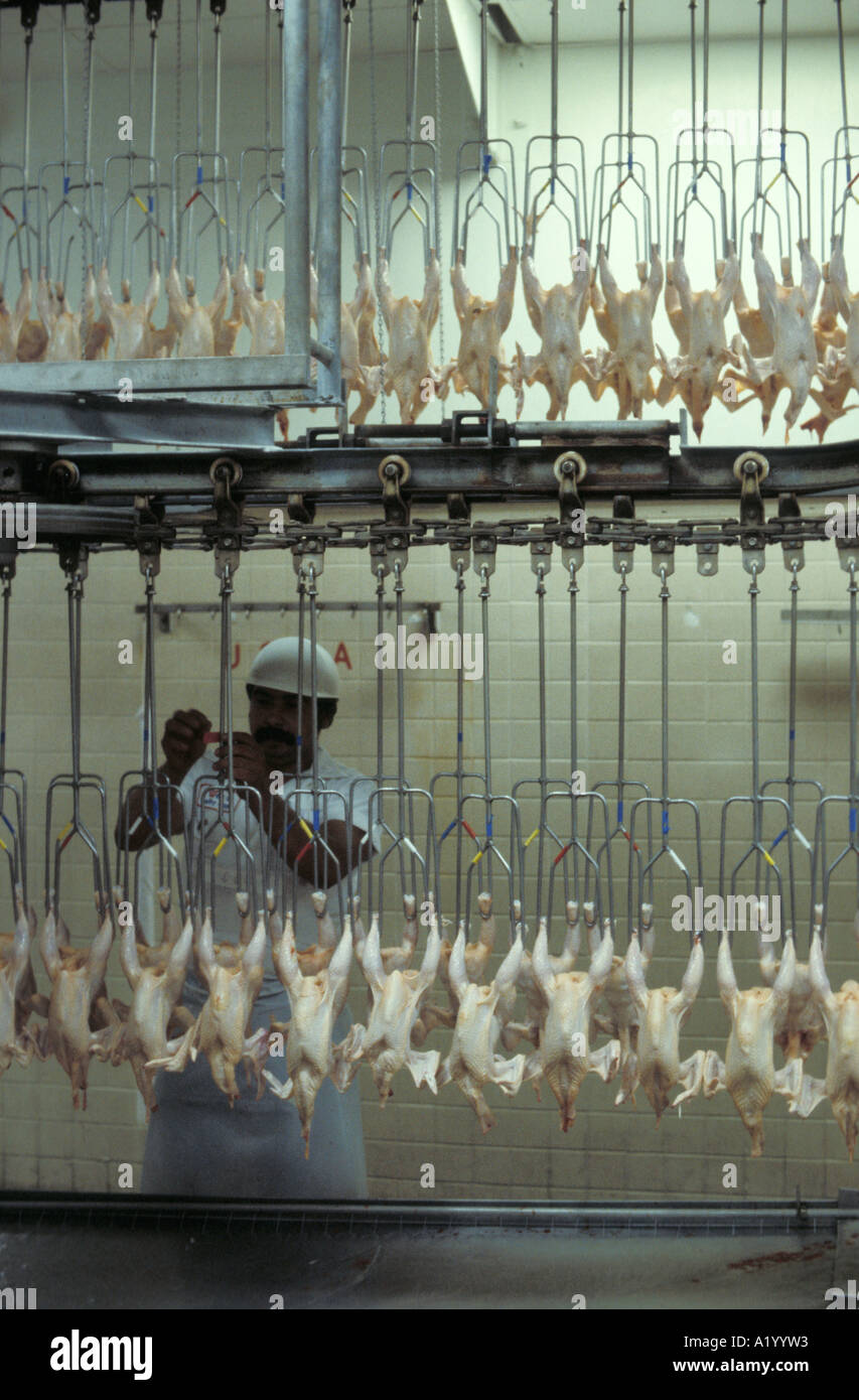 worker on chicken fowl processing poultry assembly line Stock Photo - Alamy
