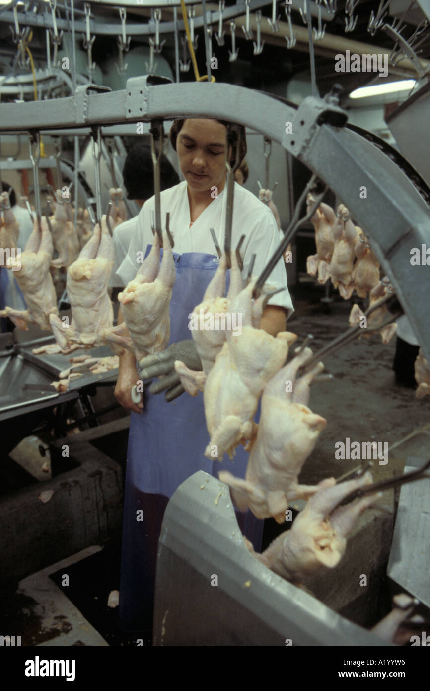 woman on chicken fowl processing poultry assembly line Stock Photo - Alamy