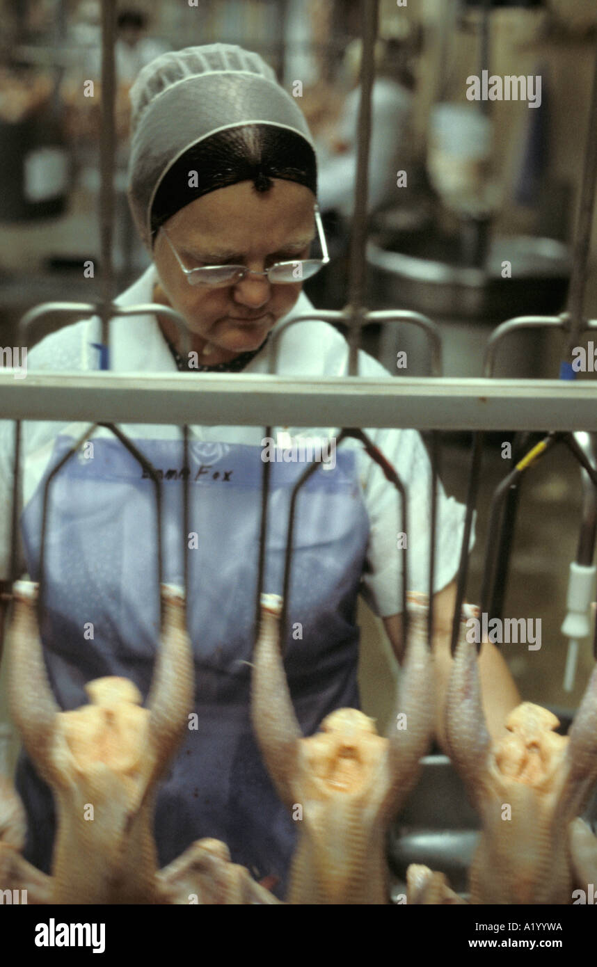 mennonite woman on chicken fowl processing poultry assembly line Stock ...