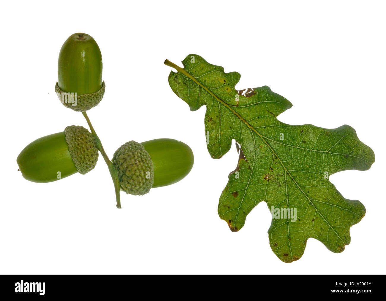 Oak cut outs silo Cut Out Stock Images & Pictures - Alamy