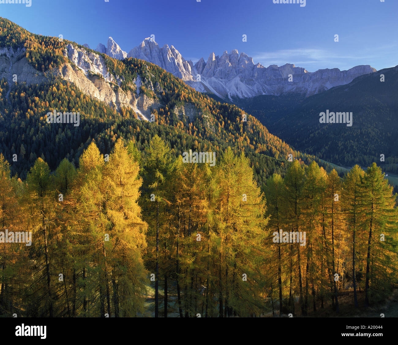 Trees in autumn colours below the Geislerspitzen the Geisler Gruppe in ...