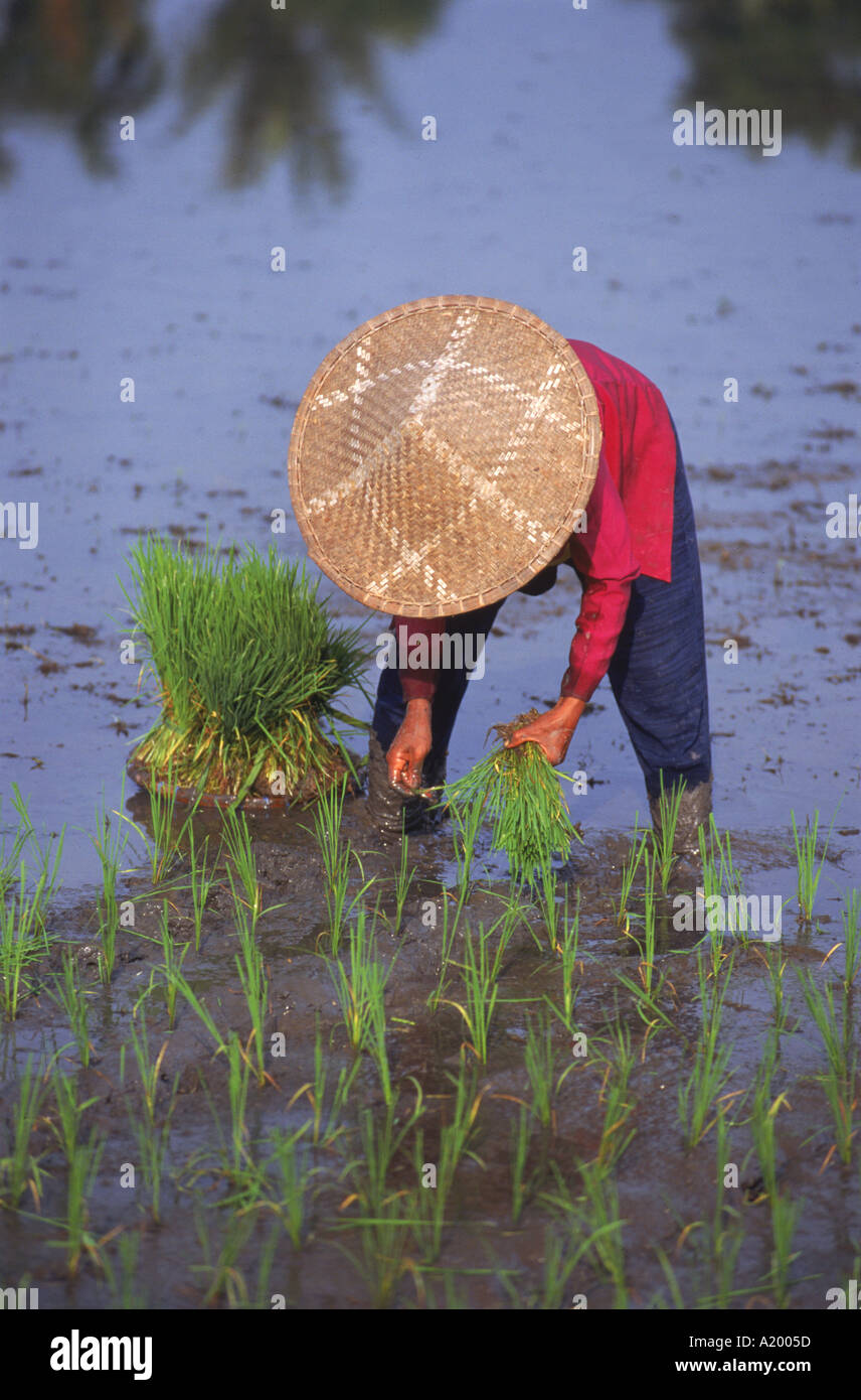 A woman in a straw hat planting out rice in a paddy field on the island ...