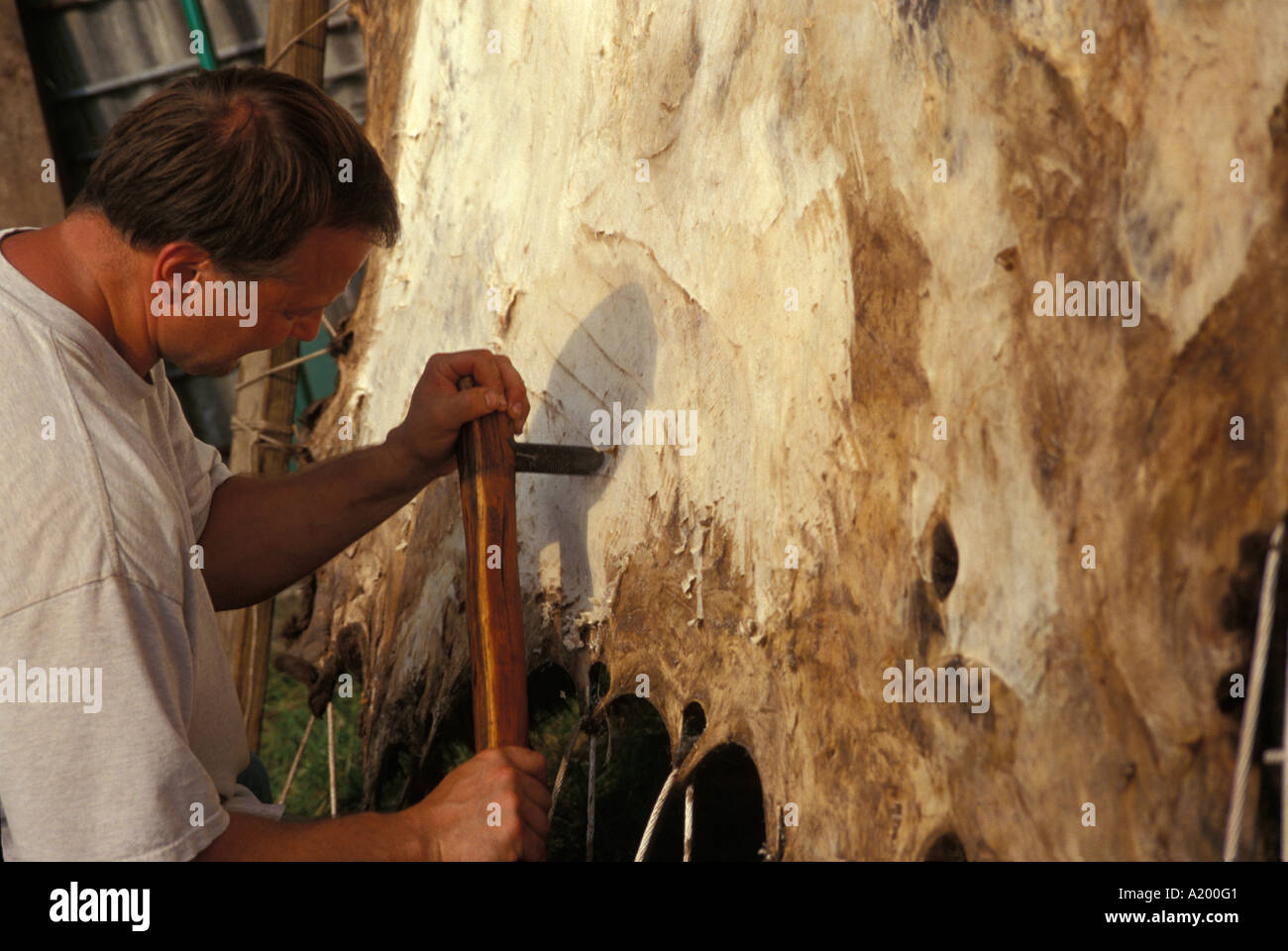 Indian tanned hide hi-res stock photography and images - Alamy