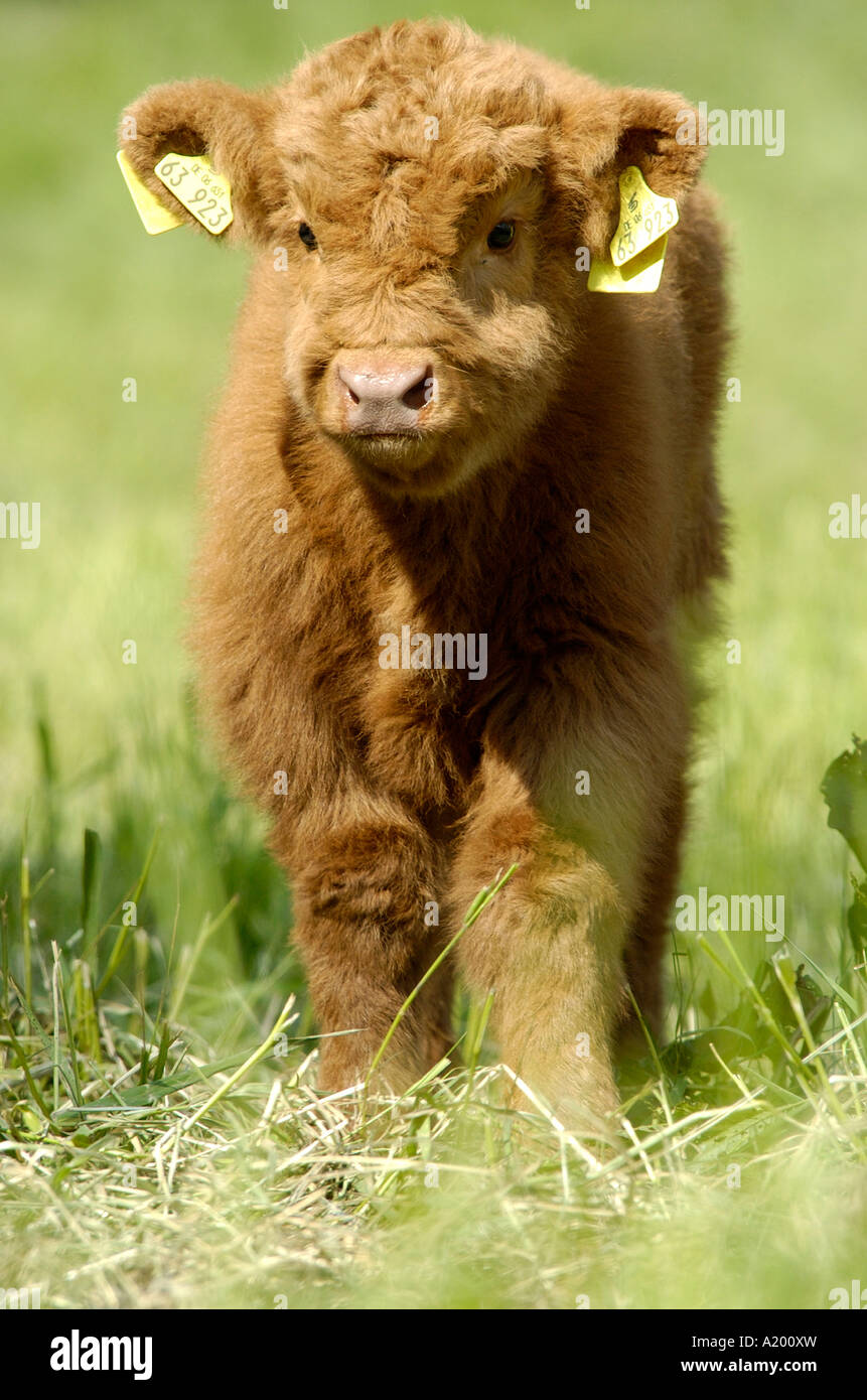 Galloway rinder hi-res stock photography and images - Alamy