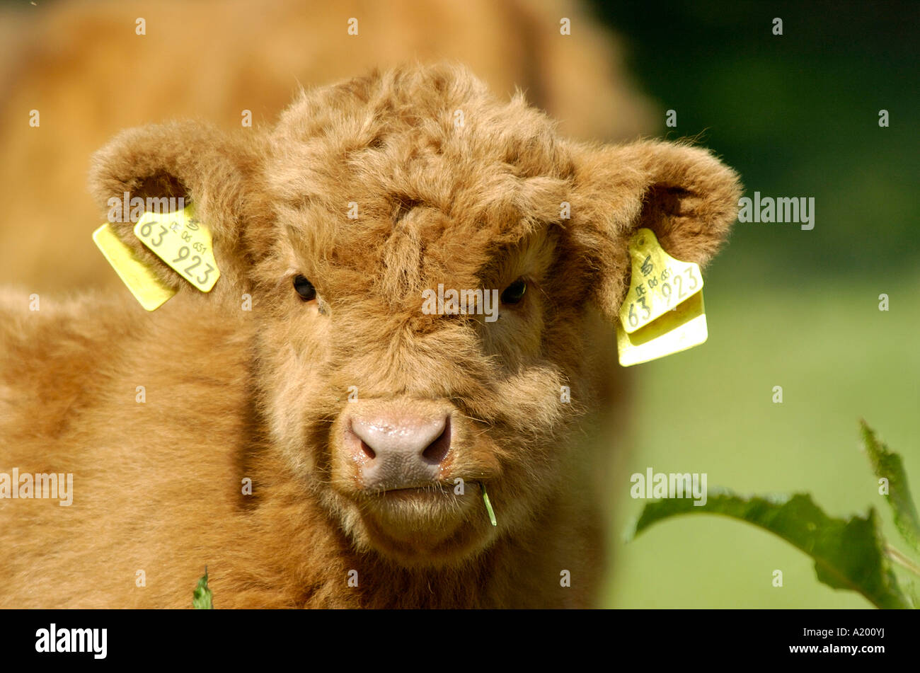 Galloway rind hi-res stock photography and images - Alamy