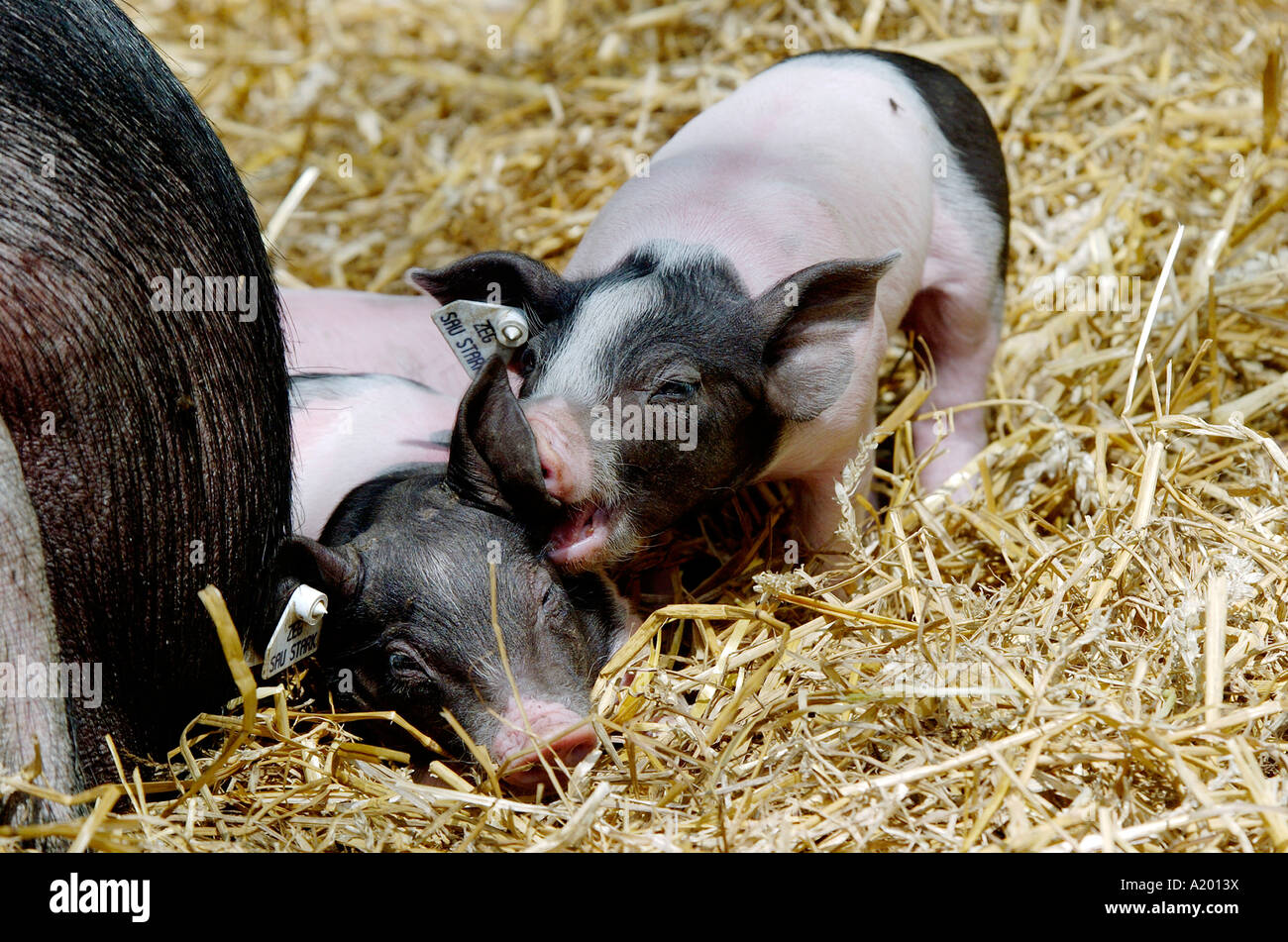 Landrace breeds hi-res stock photography and images - Alamy