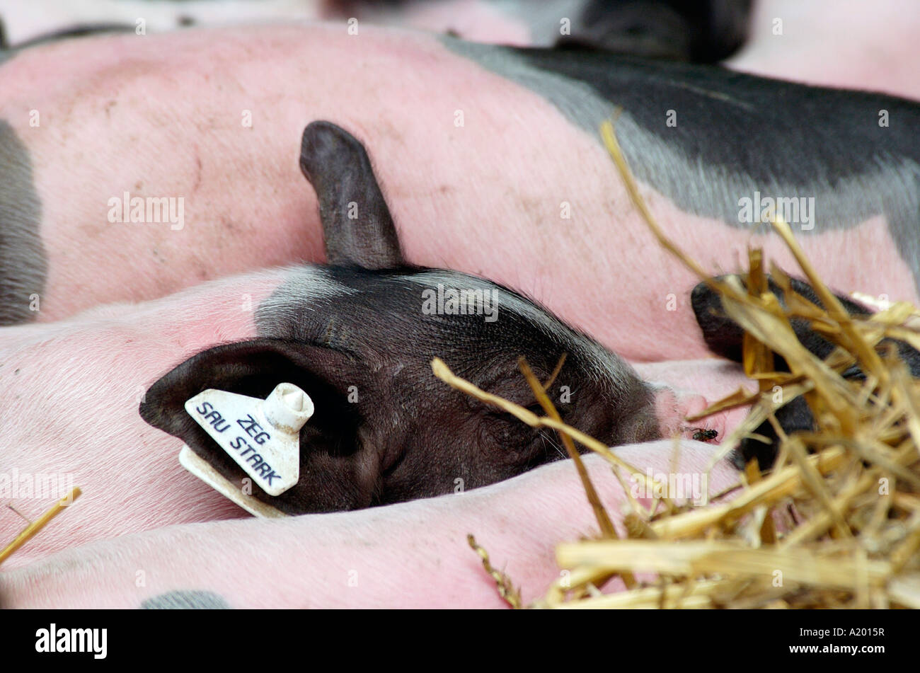 German landrace hi-res stock photography and images - Alamy