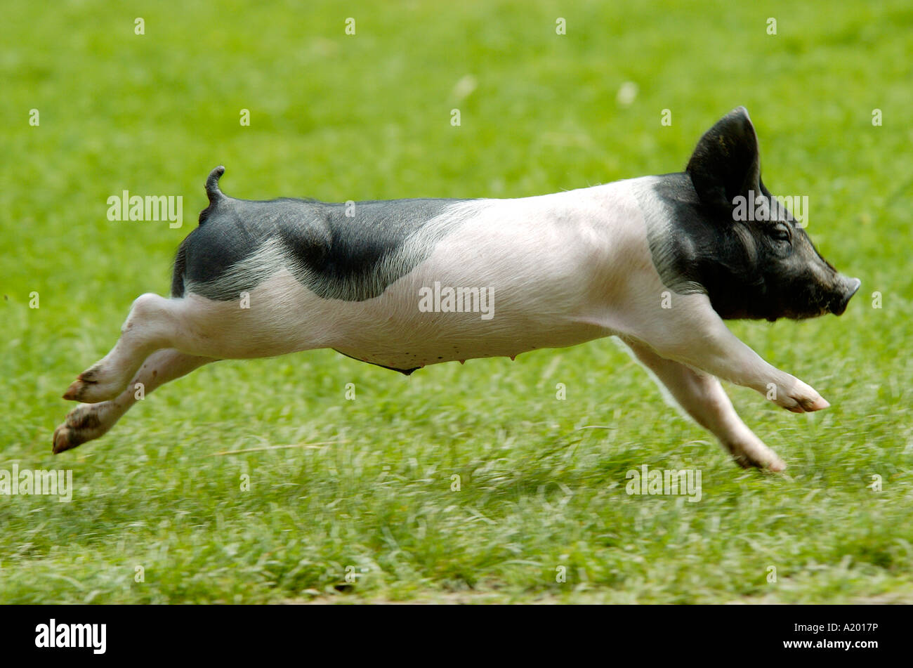 German landrace hi-res stock photography and images - Alamy