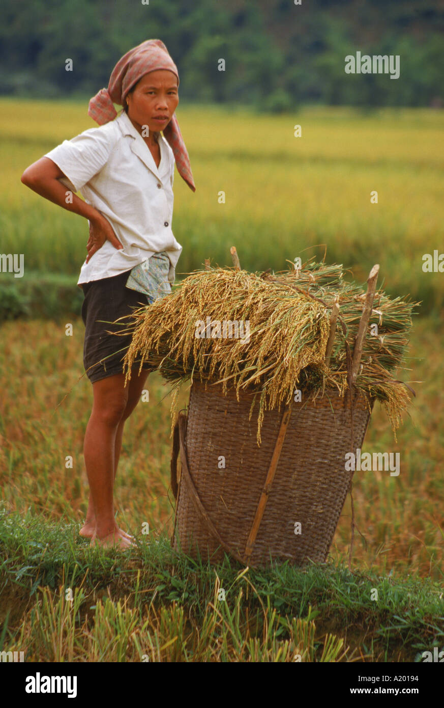 Woman in a rice field with wicker basket of harvested rice at Mai Chau ...