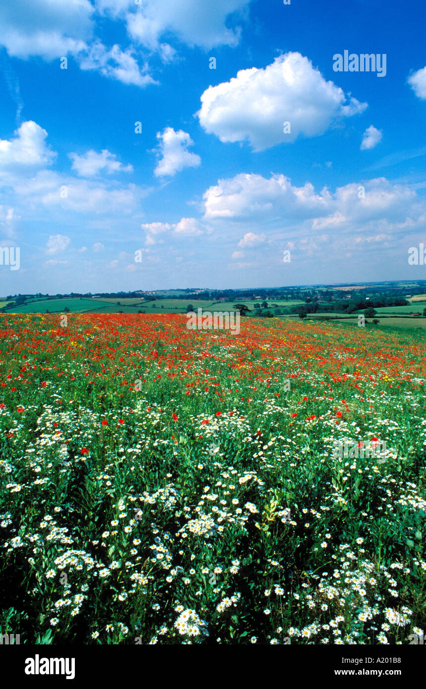 Field of wild flowers Northamptonshire England Stock Photo - Alamy