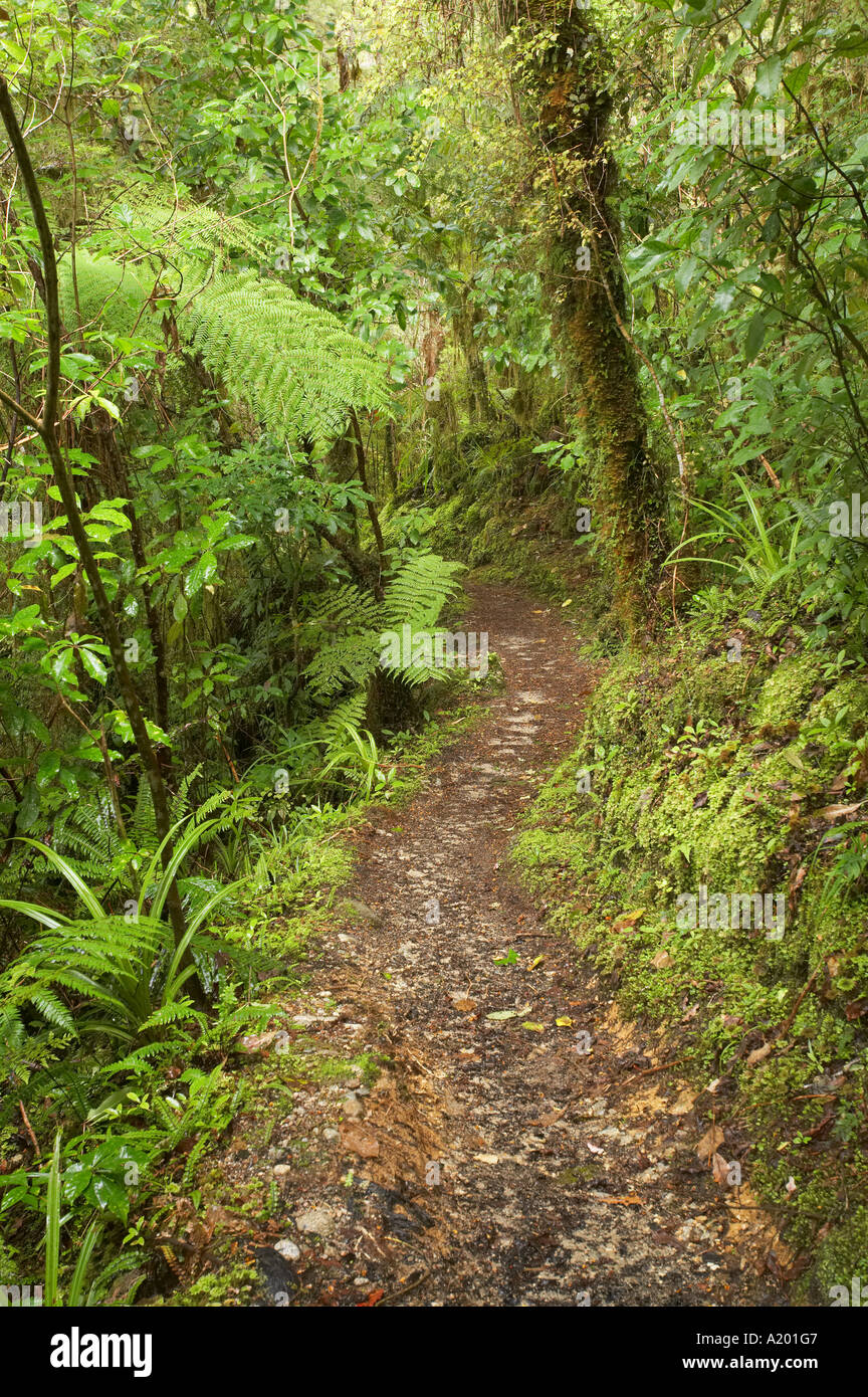 Track to Oparara Arch Oparara Basin near Karamea Kahurangi National ...