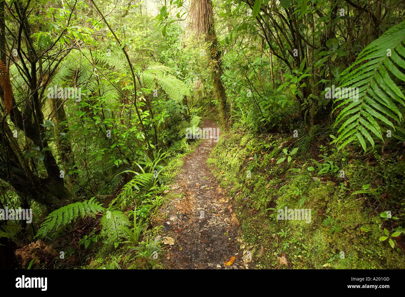 Track to Oparara Arch Oparara Basin near Karamea Kahurangi National ...