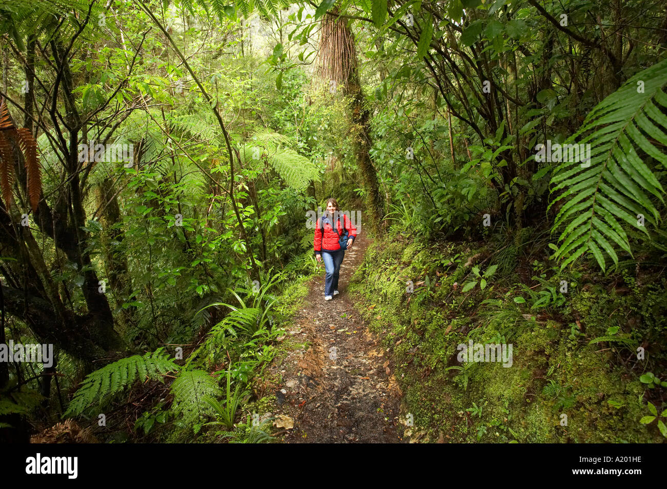 Track to Oparara Arch Oparara Basin near Karamea Kahurangi National ...