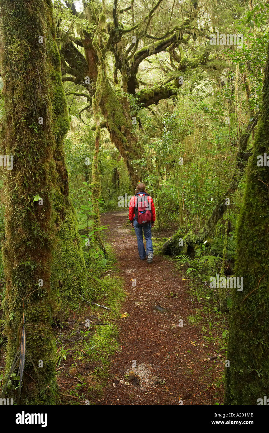 Track to Moira Gate Arch Oparara Basin near Karamea Kahurangi National ...