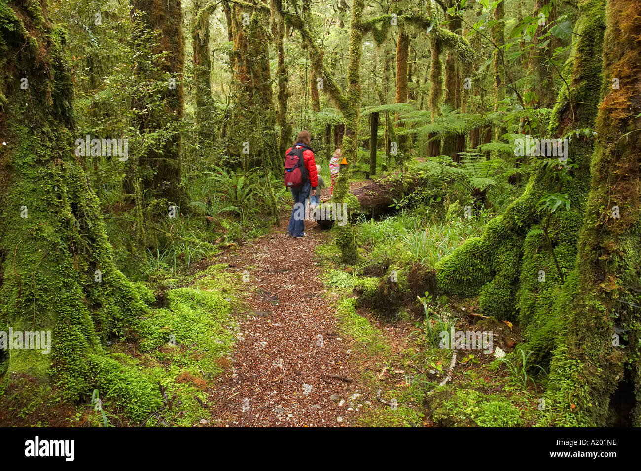 Track to Moira Gate Arch Oparara Basin near Karamea Kahurangi National ...