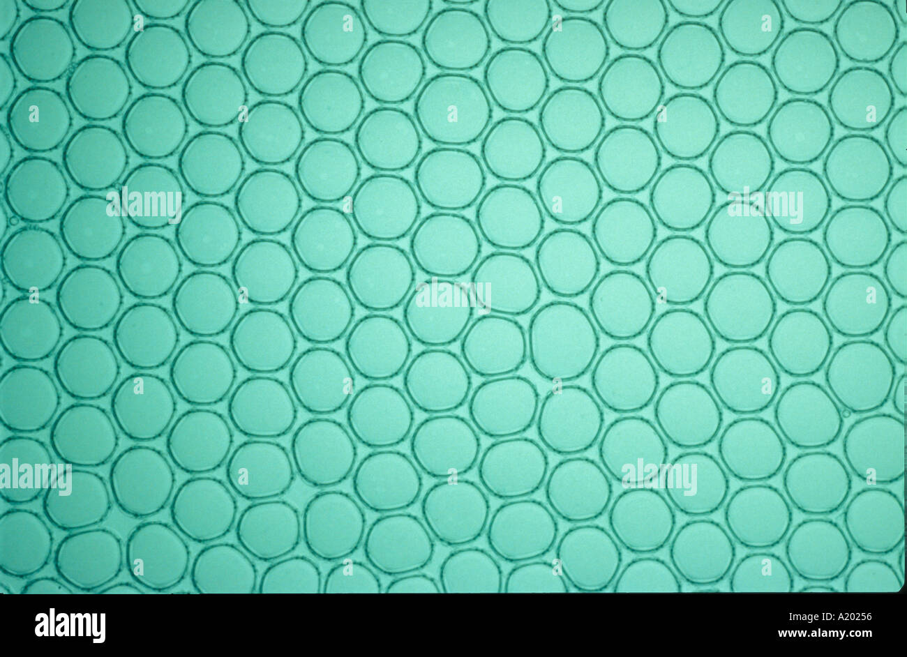 Bubble raft hi-res stock photography and images - Alamy