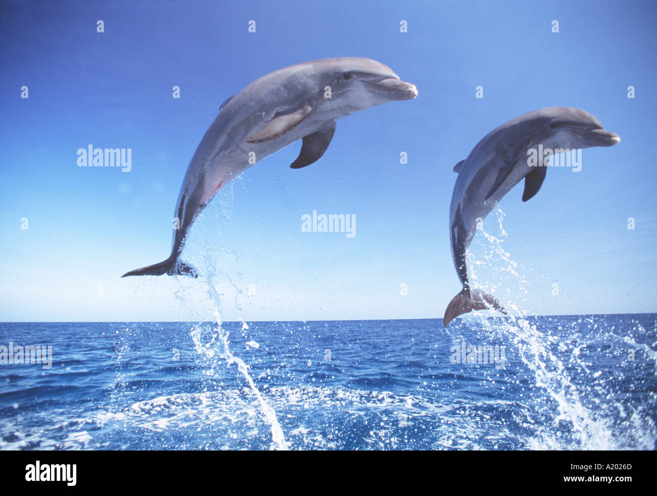 Bottlenose Dolphin Tursiops truncatus Stock Photo - Alamy
