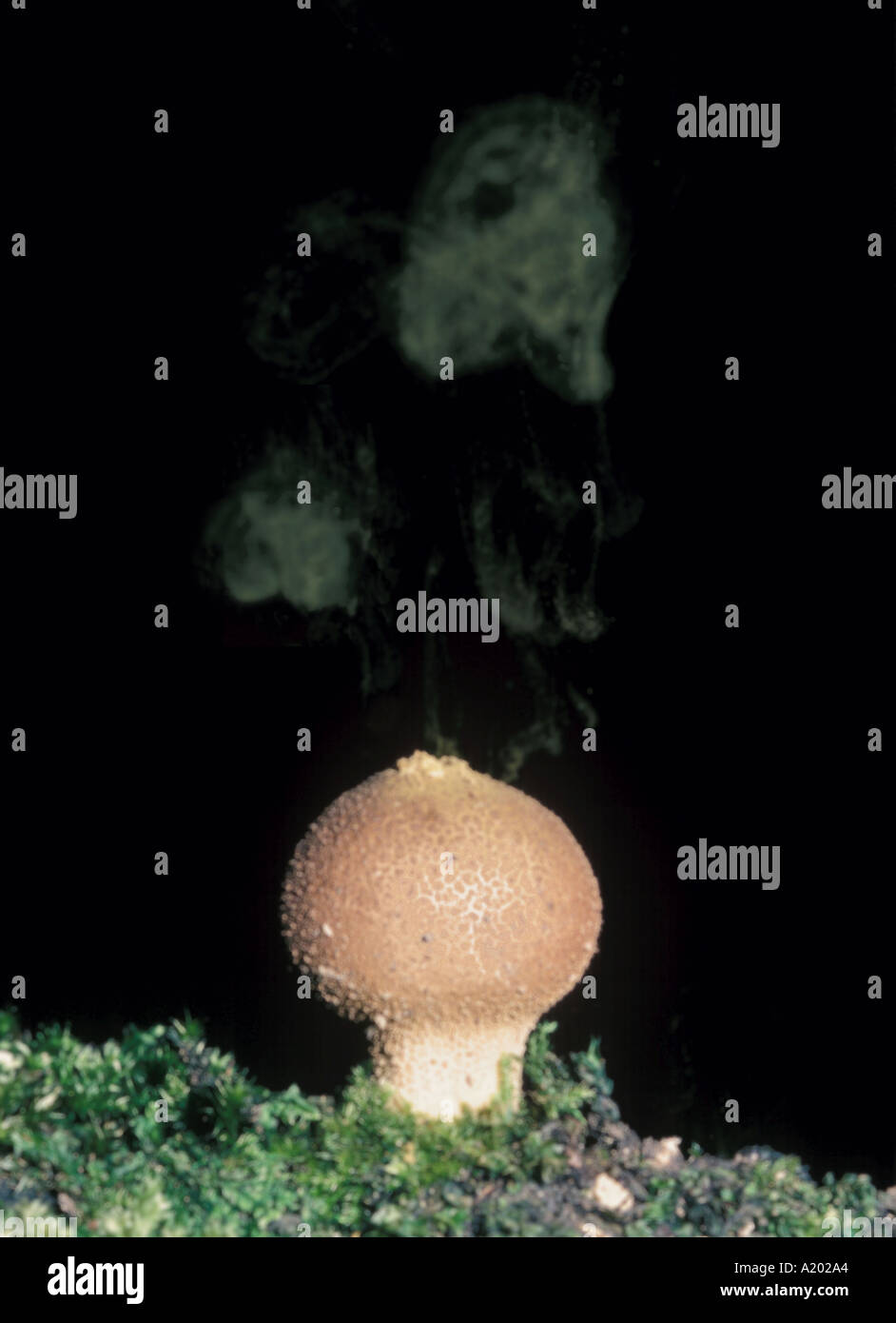 Spore dispersal fungi hi-res stock photography and images - Alamy
