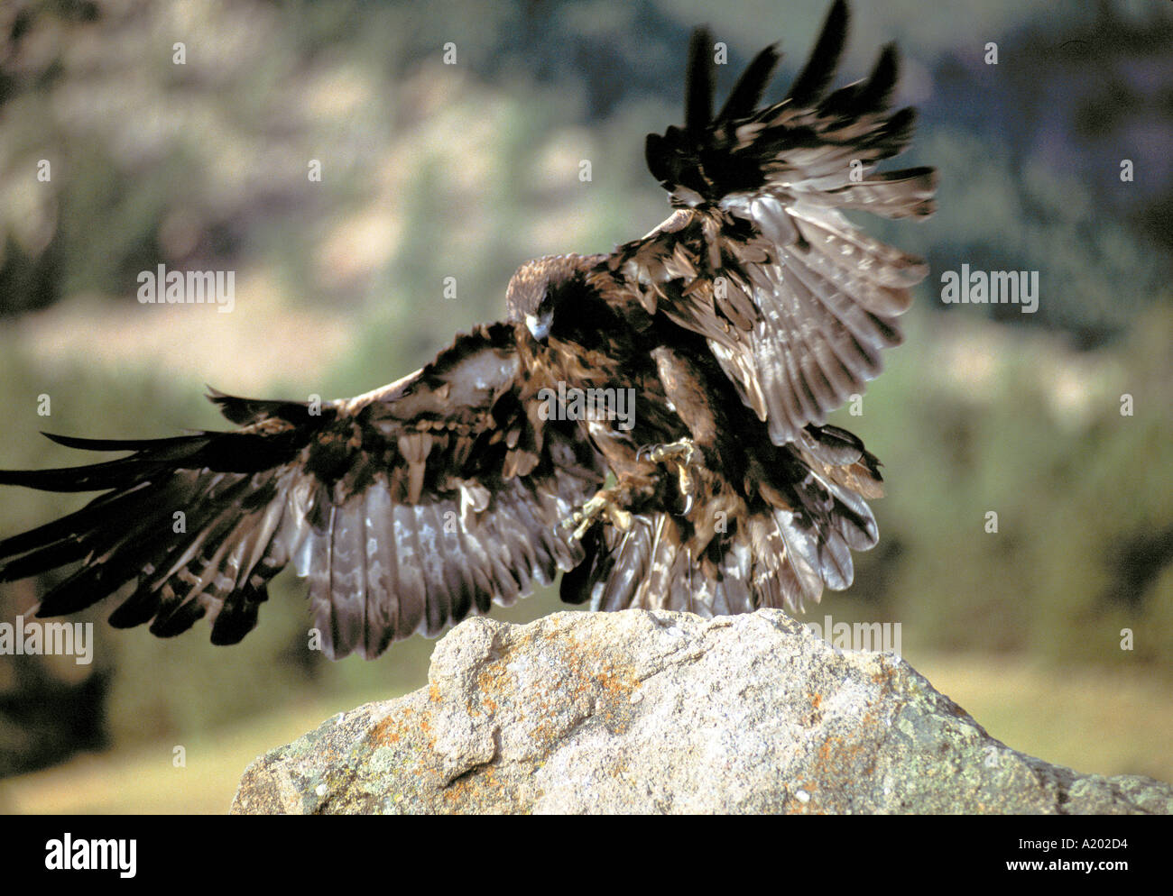 Golden Eagle landing Controlled falconer s Bird Aquila chrysaetos Stock ...