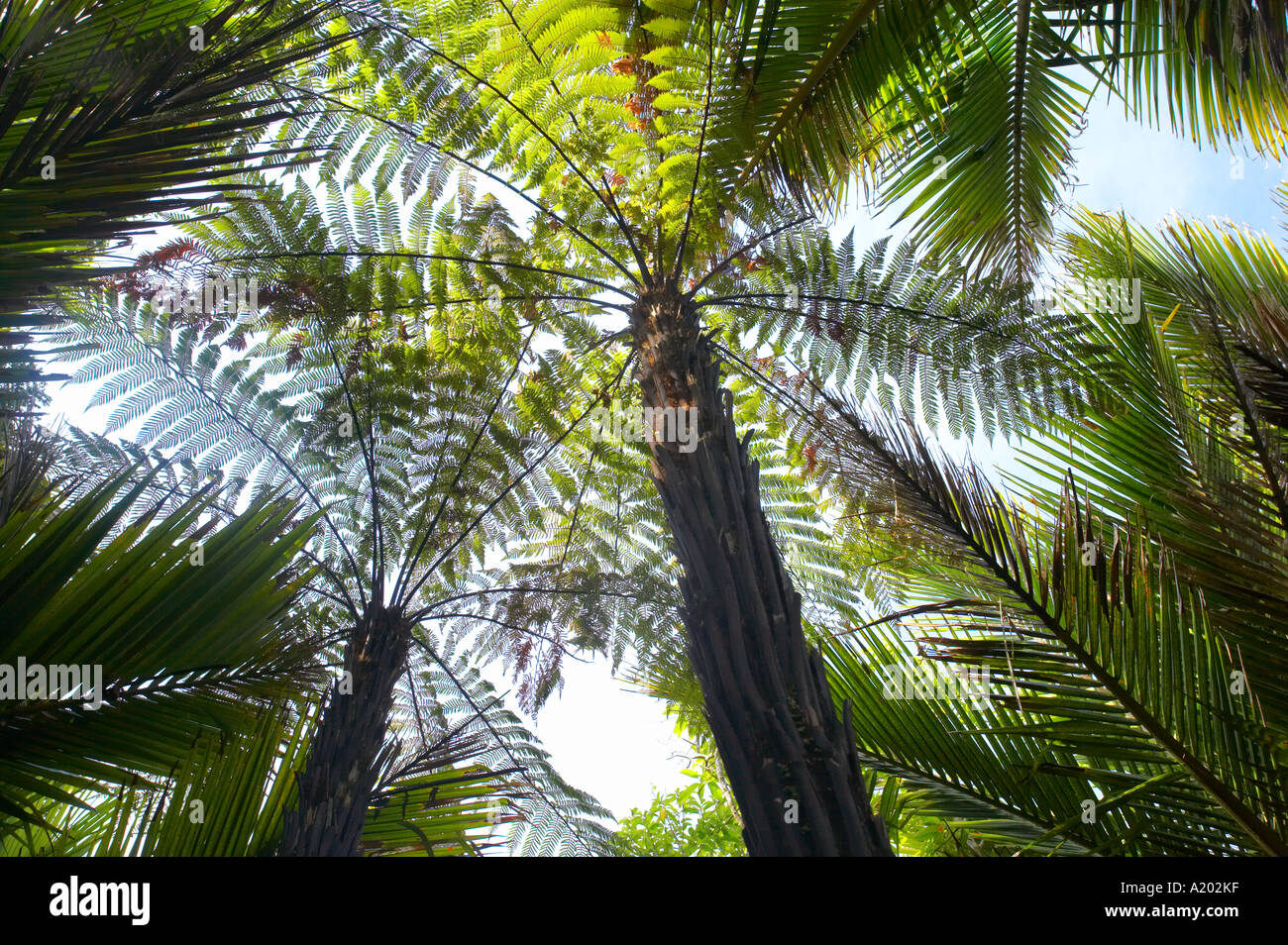 Tree nikau palm native hi-res stock photography and images - Alamy