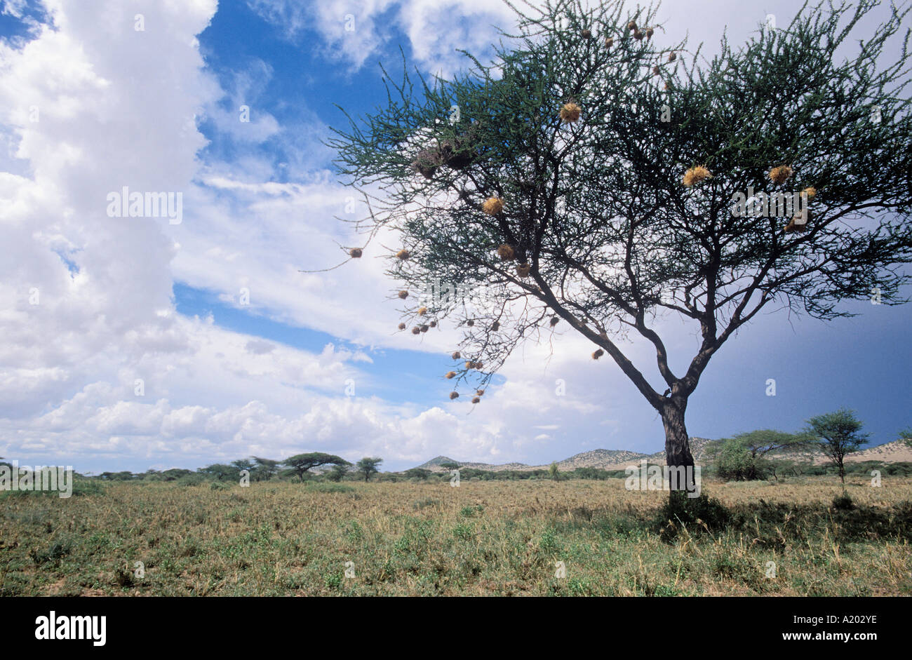 Acacia Tree Acacia tortilis Serengeti National Park Tanzania Africa ...
