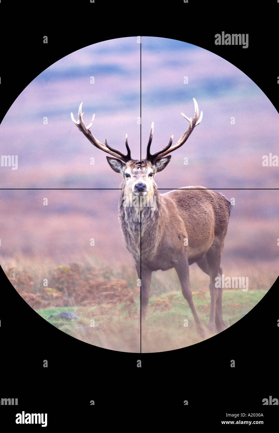 Gun sight hi-res stock photography and images - Alamy