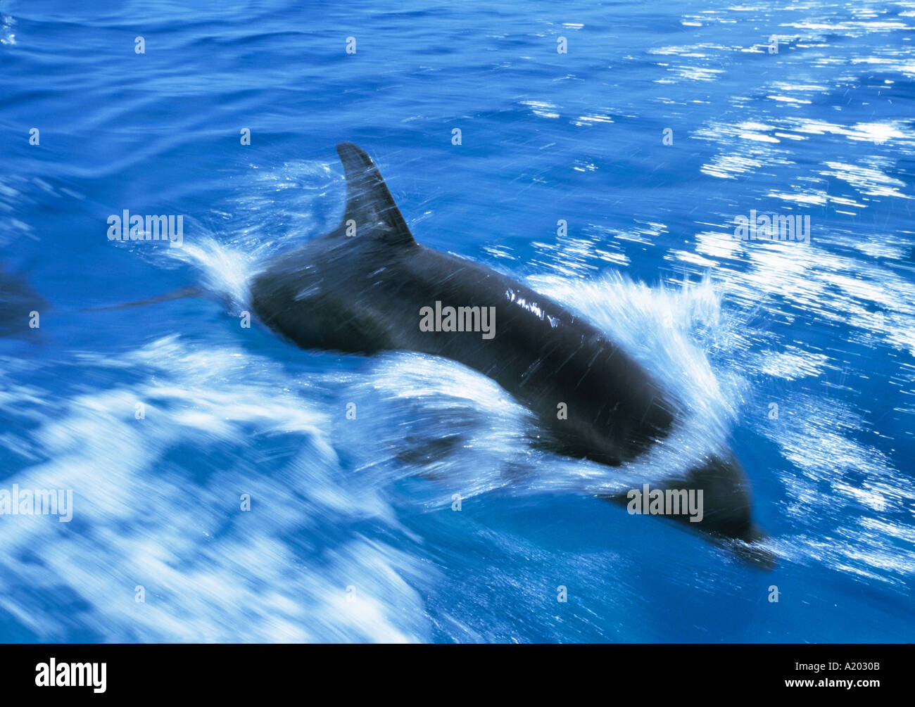 Bottle nosed Dolphin swimming Honduras Stock Photo - Alamy