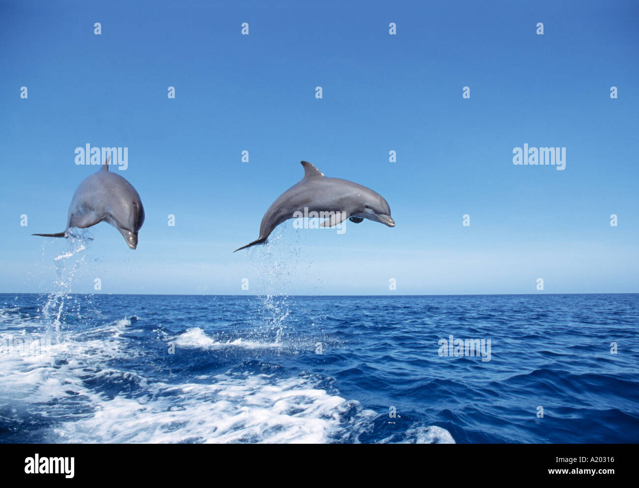 Bottlenose Dolphin Tursiops truncatus Stock Photo - Alamy