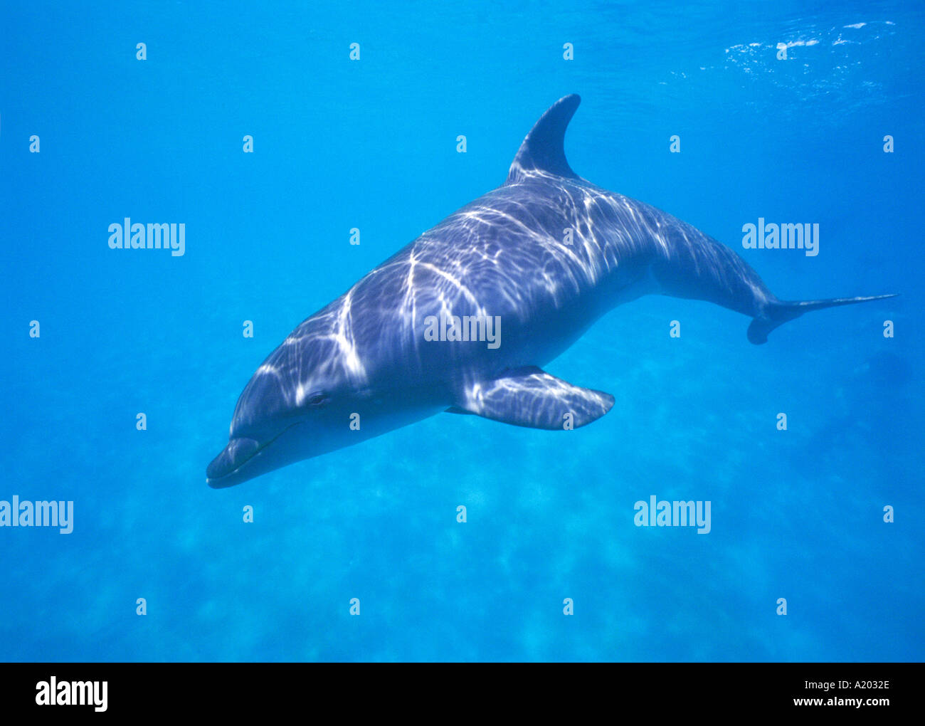 Bottlenose Dolphin Tursiops truncatus Stock Photo - Alamy