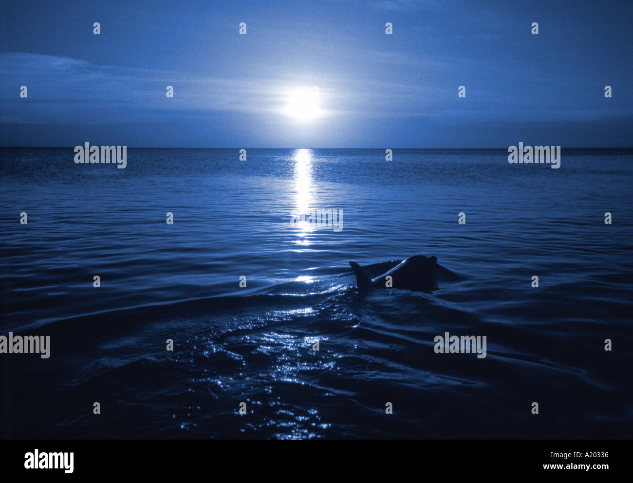 Bottlenose Dolphin Tursiops truncatus at night Stock Photo - Alamy