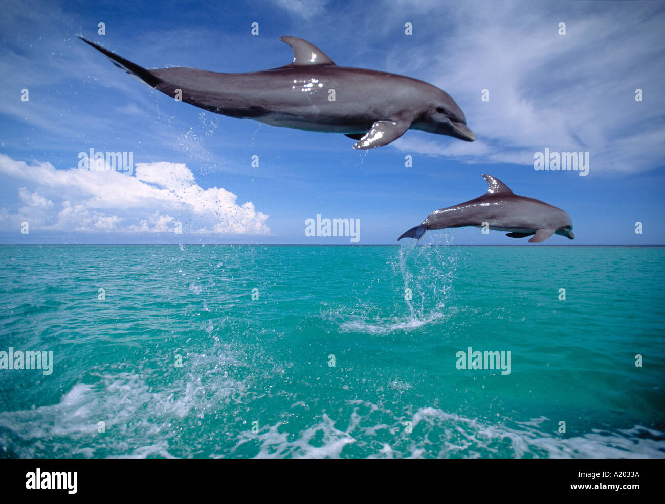 Bottlenose Dolphins jumping Tursiops truncatus Stock Photo - Alamy