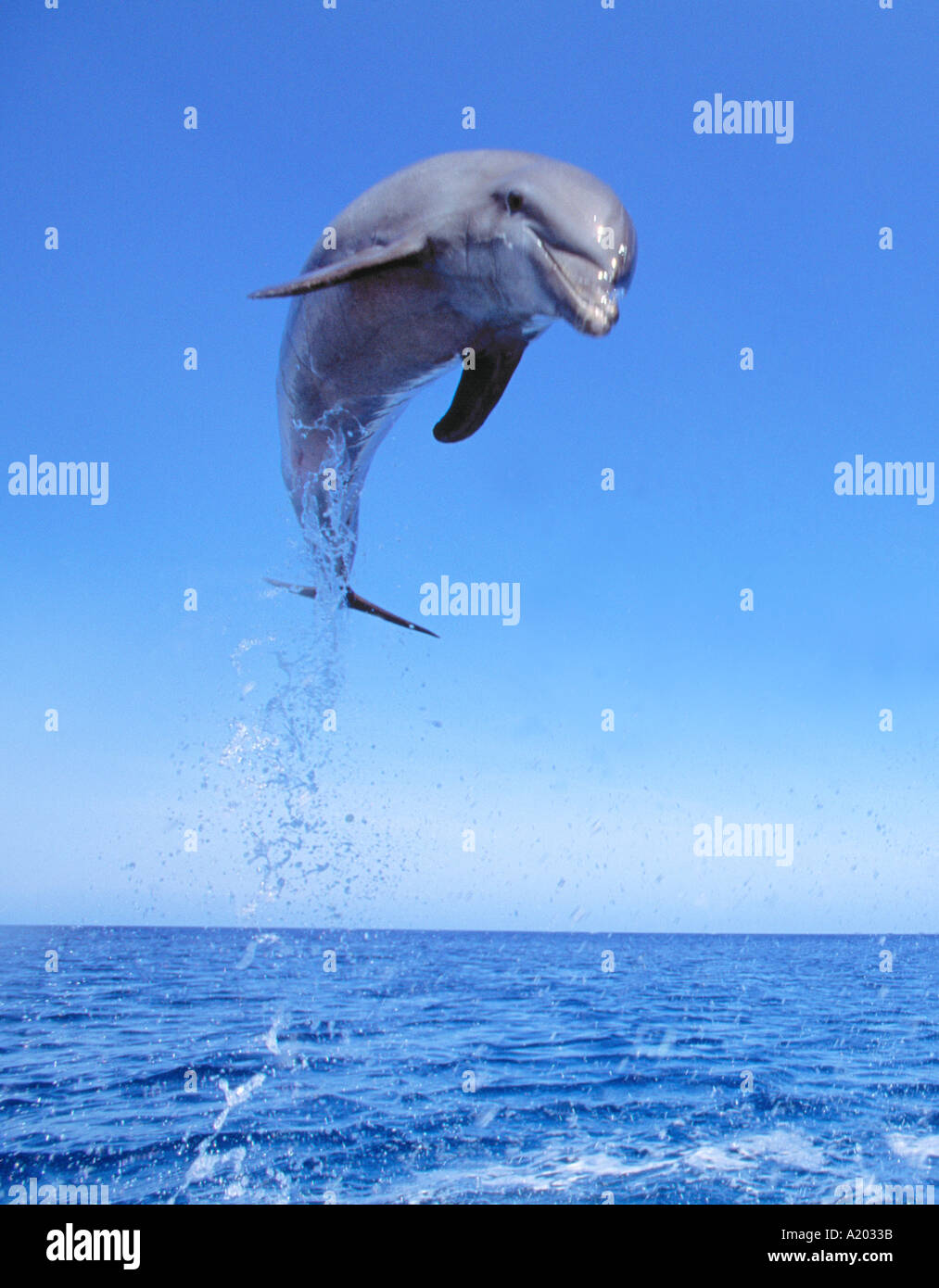 Excited dolphin hi-res stock photography and images - Alamy